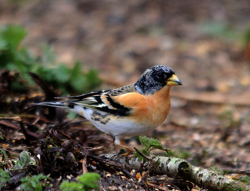 Staffordshire Bird News: Saturday 9th April 2016