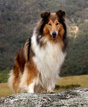 Razas de perros: Collie
