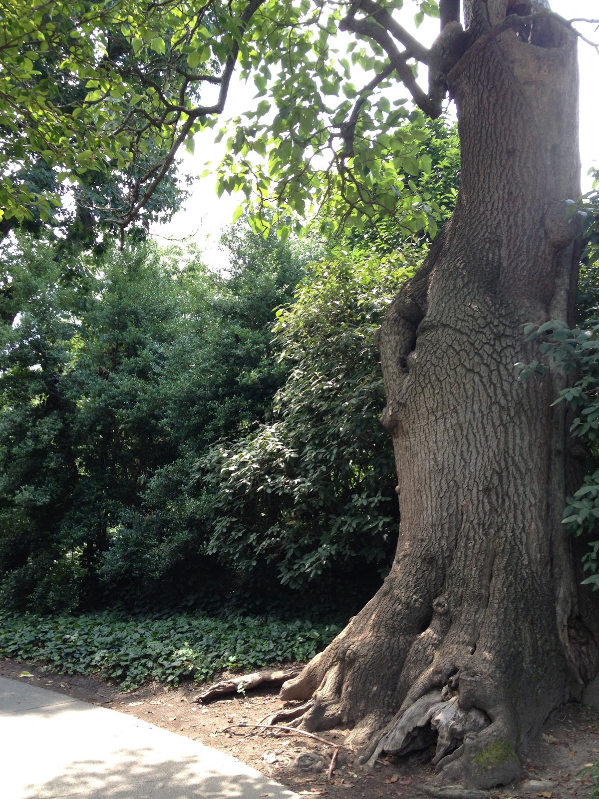 PHILLY TREES: THE SASQUATCH TREE
