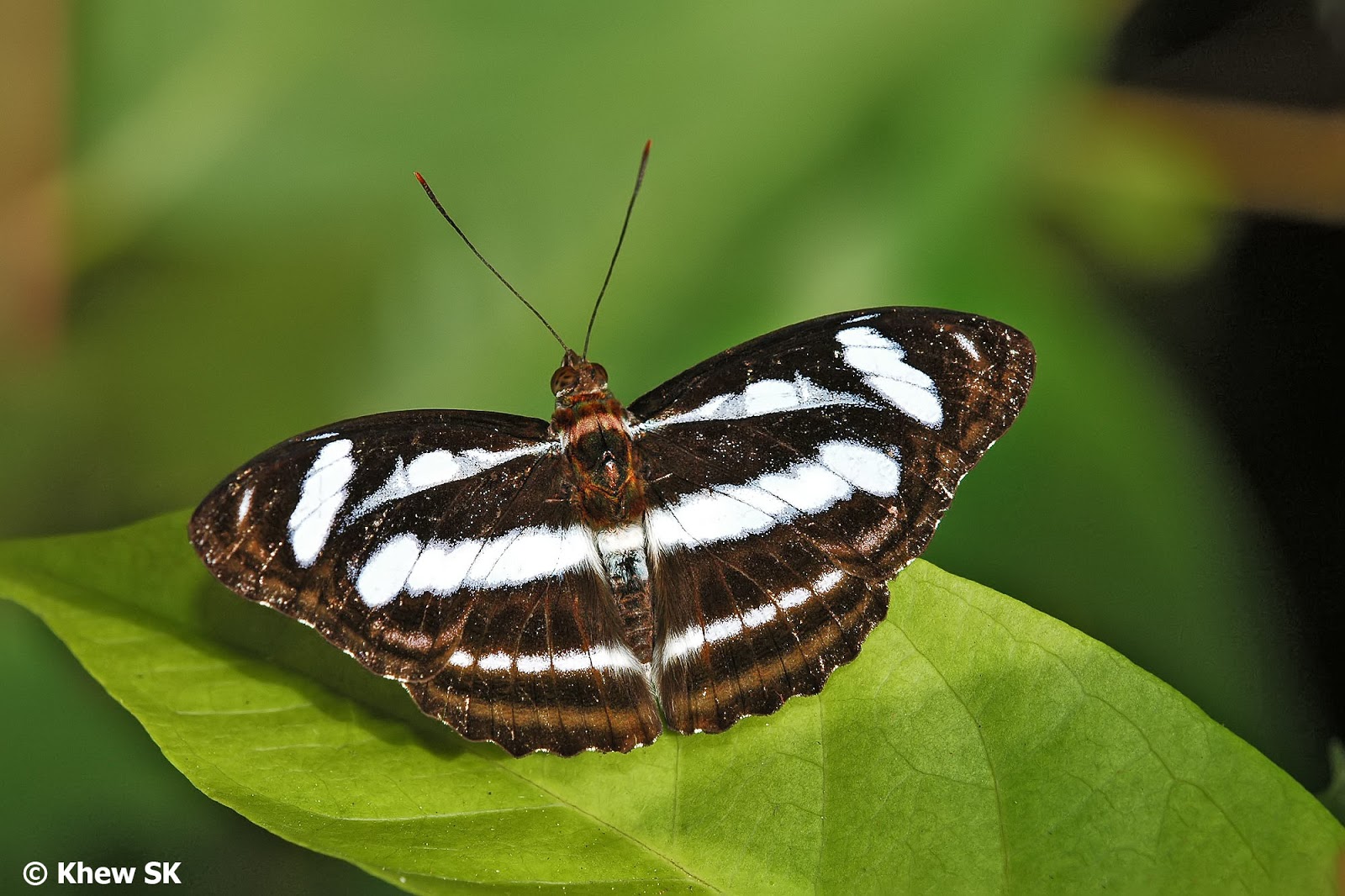Butterflies of Singapore: Variation or Form?