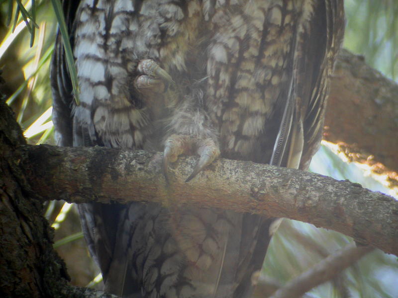 ESTACIÓN BIOLÓGICA DE LOS MONTES DE MÁLAGA: Autillo, lechuza campestre ...