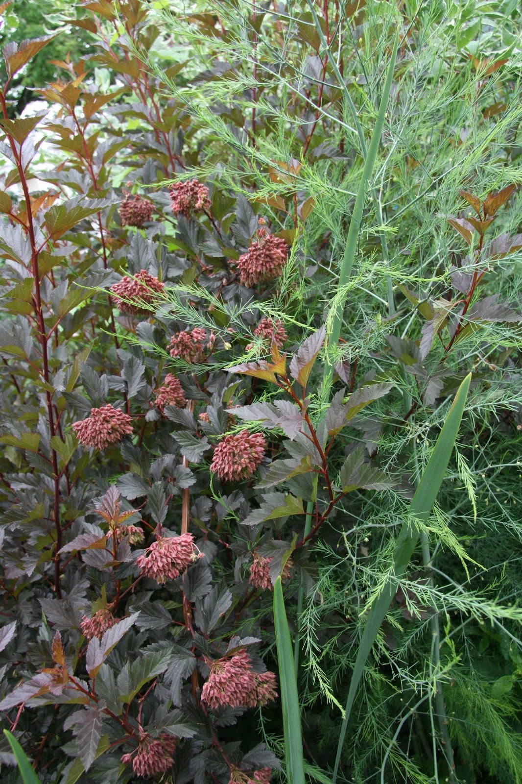 susangaylord.com: In Memory of Lyn and Her Garden