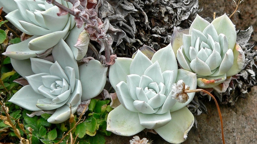 Views From The Edge: Authorities bust ring smuggling plants to Asia