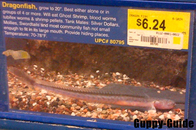 Guppy-Guide: A New Fish at Walmart