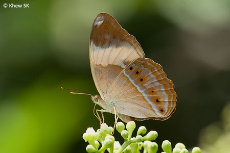 Butterflies of Singapore: 06/01/2018 - 07/01/2018