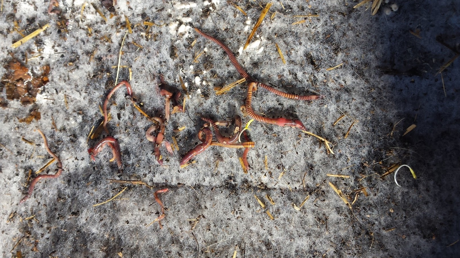 Farm Fancies: Wet Worms