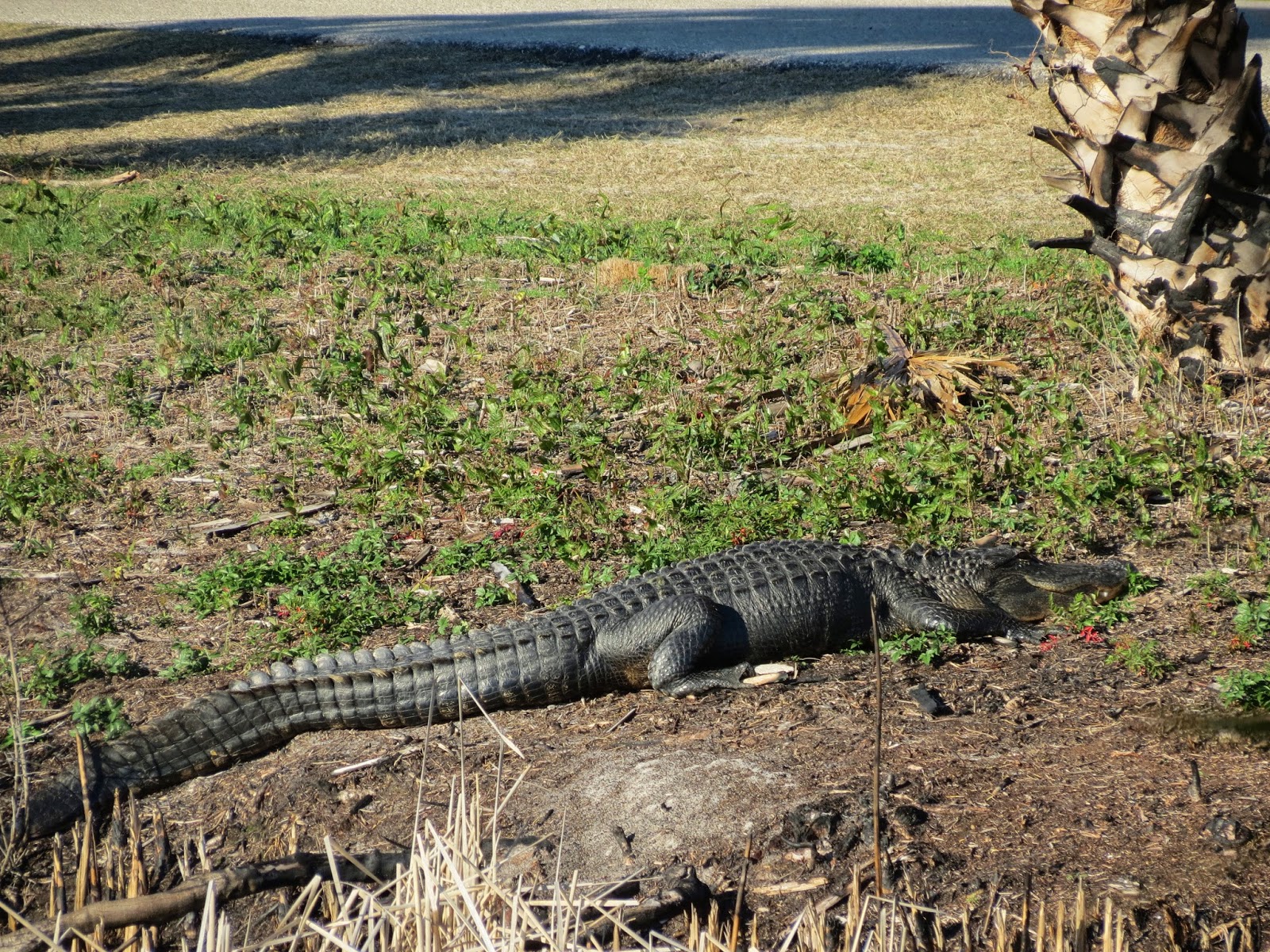 Our Nature: BIG Bull Gator