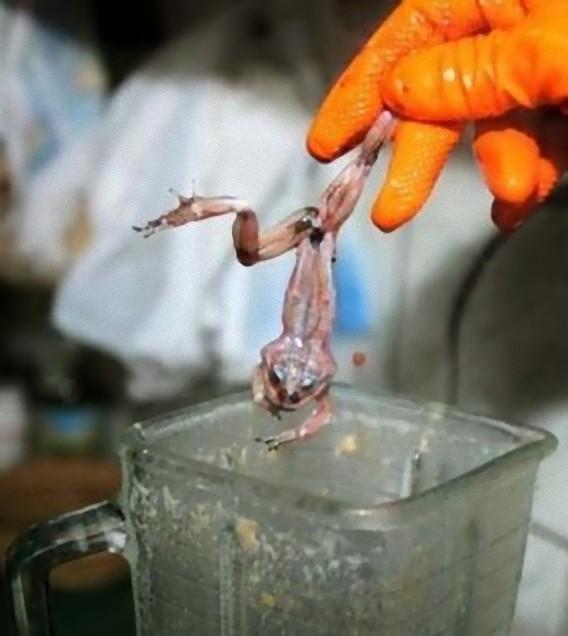 Damn n Crazy: FAVORITE DRINK INHABITANTS OF PERU - A COCKTAIL OF FROGS