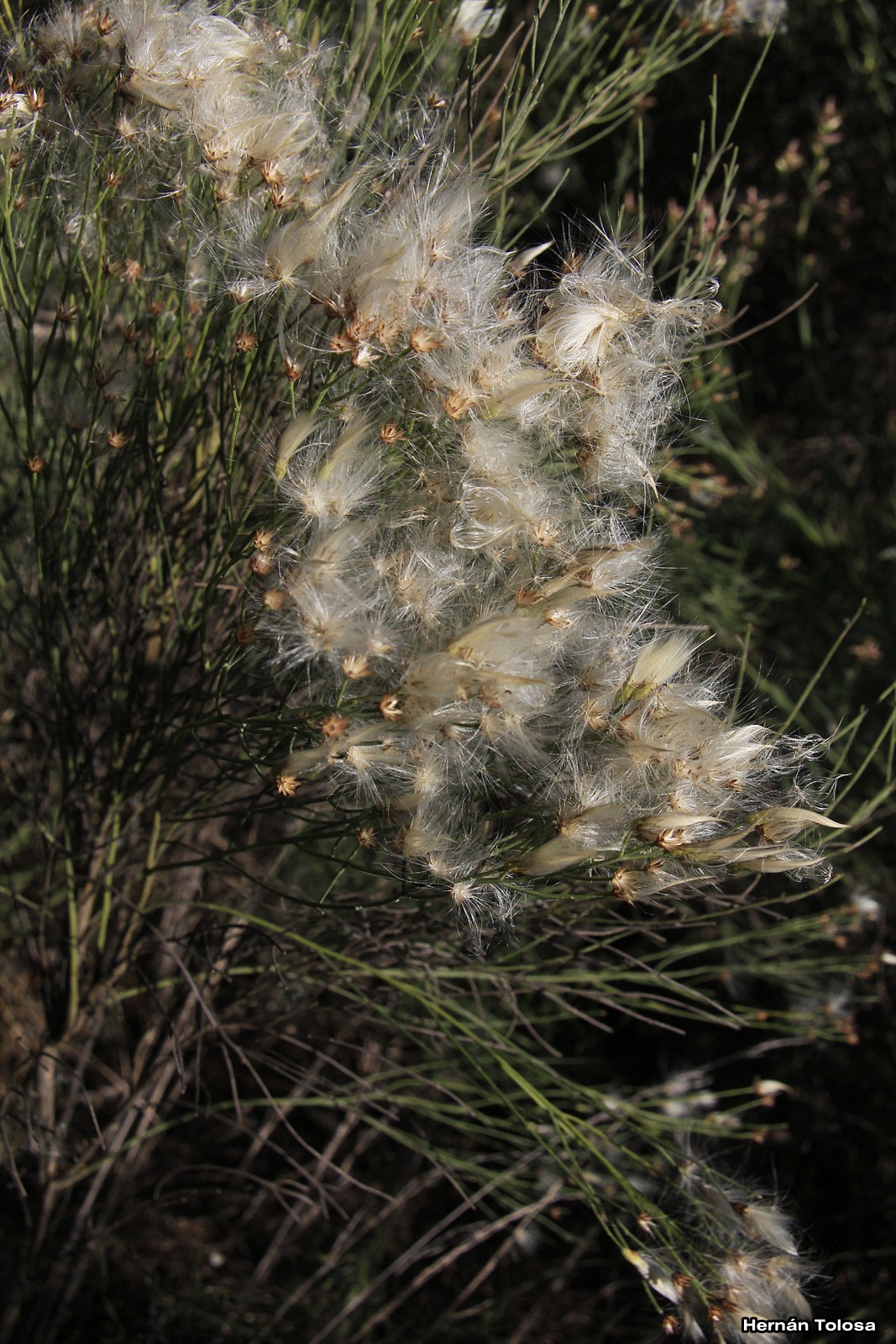 Flora Bonaerense: Polinizadores de chilcas