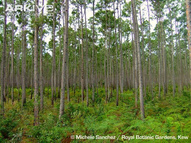 International Network for Natural Sciences | Blog site - Research ...