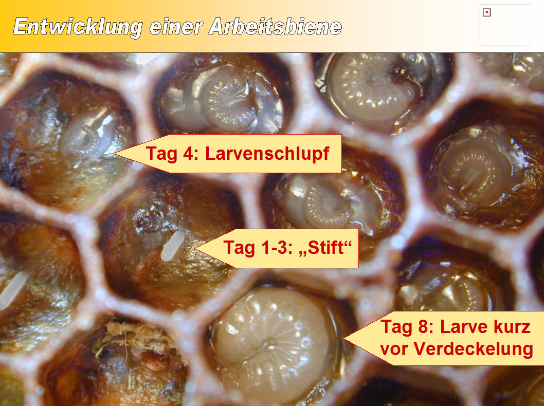Bienen und drum rum: Anfängerkurs