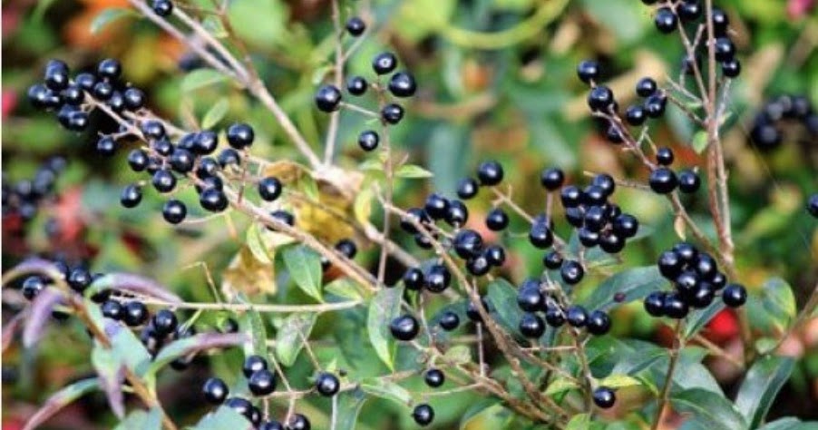 PA Environment Digest Blog: Penn State Extension: Managing Invasive ...