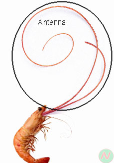 Fish Names & Pictures | Fish Vocabulary | Necessary Vocabulary ...