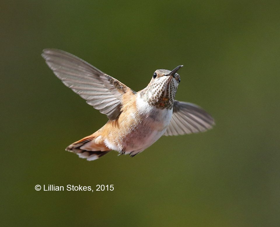 STOKES BIRDING BLOG: Rare Rufous Hummingbird in New England!