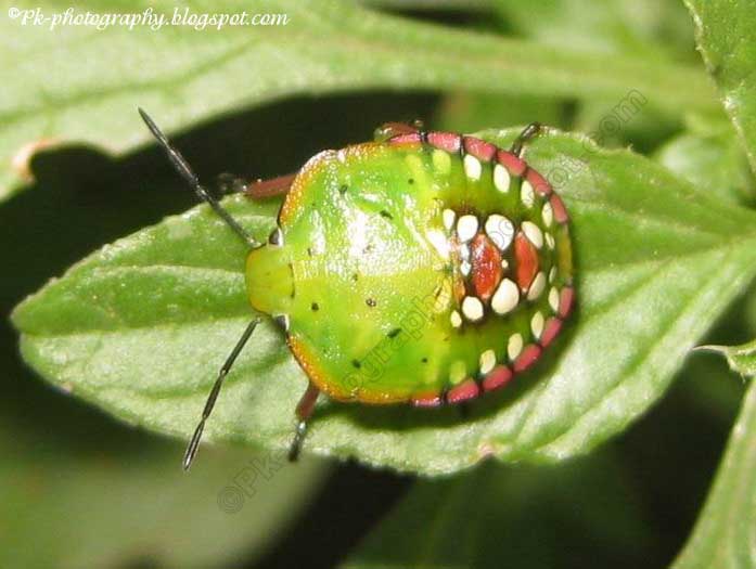 Southern Green Stink Bug | Nature, Cultural, and Travel Photography Blog