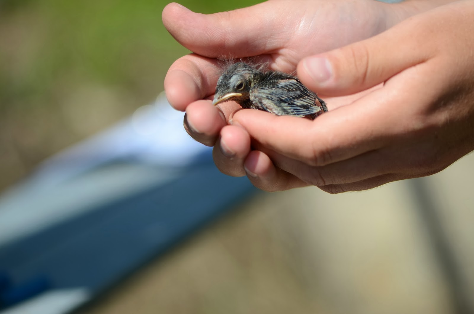 World Bird Sanctuary: Final Field Studies Report - 2013