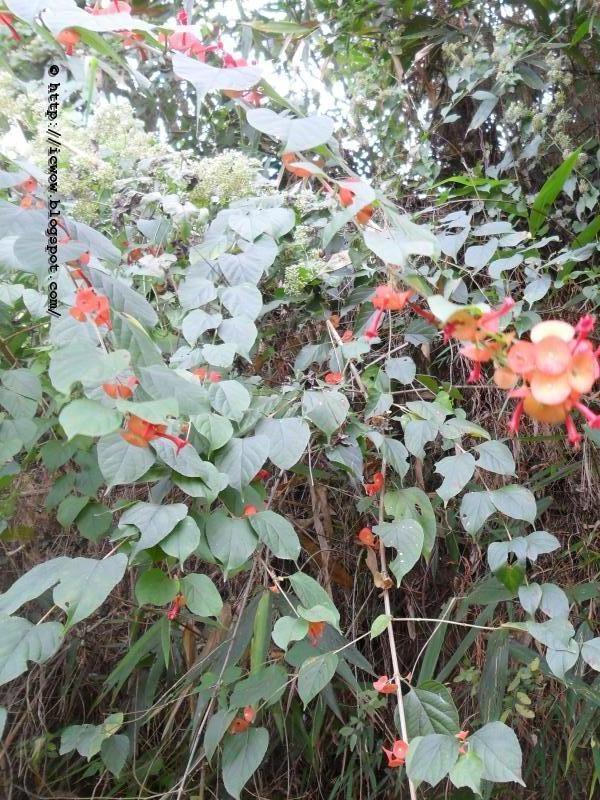 Chinese Hat Flower (চৈনিক টুপি ফুল) - Holmskioldia sanguinea