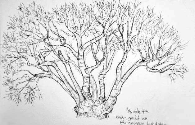 Art by Jeane Nevarez: palo verde