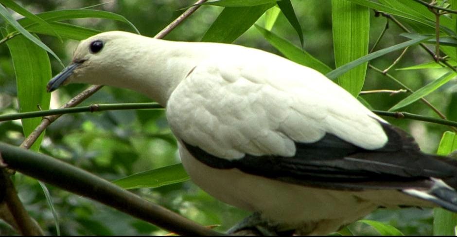 Tierra de cigueñas: Dúcula bicolor (Ducula bicolor)