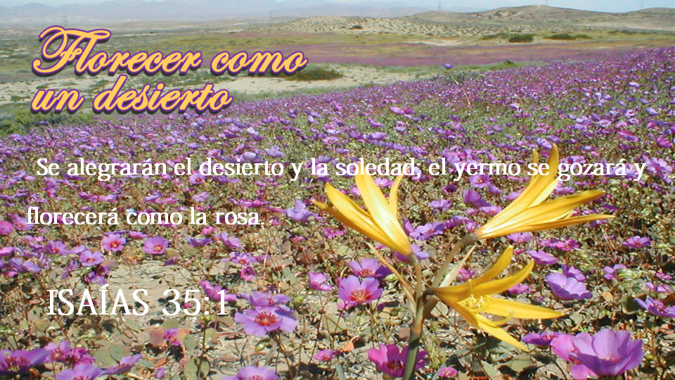 ANTOFAGASTA RELIGIOSA: LA BIBLIA: ISAÍAS 35