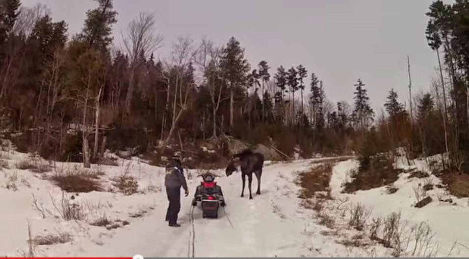 Liberally Lean From The Land Of Dairy Queen: Moose v. Snowmobile