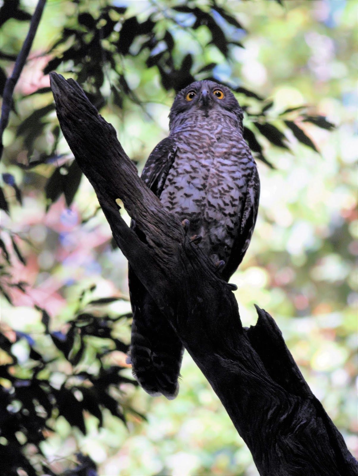 sunshinecoastbirds: Powerful Owl, Musk Lorikeet about Sunshine Coast ...