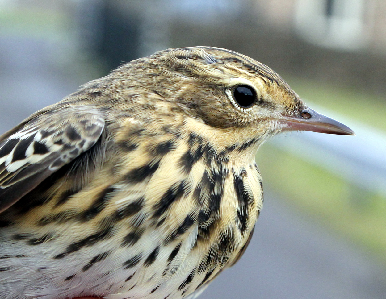 Another Bird Blog: Back For More