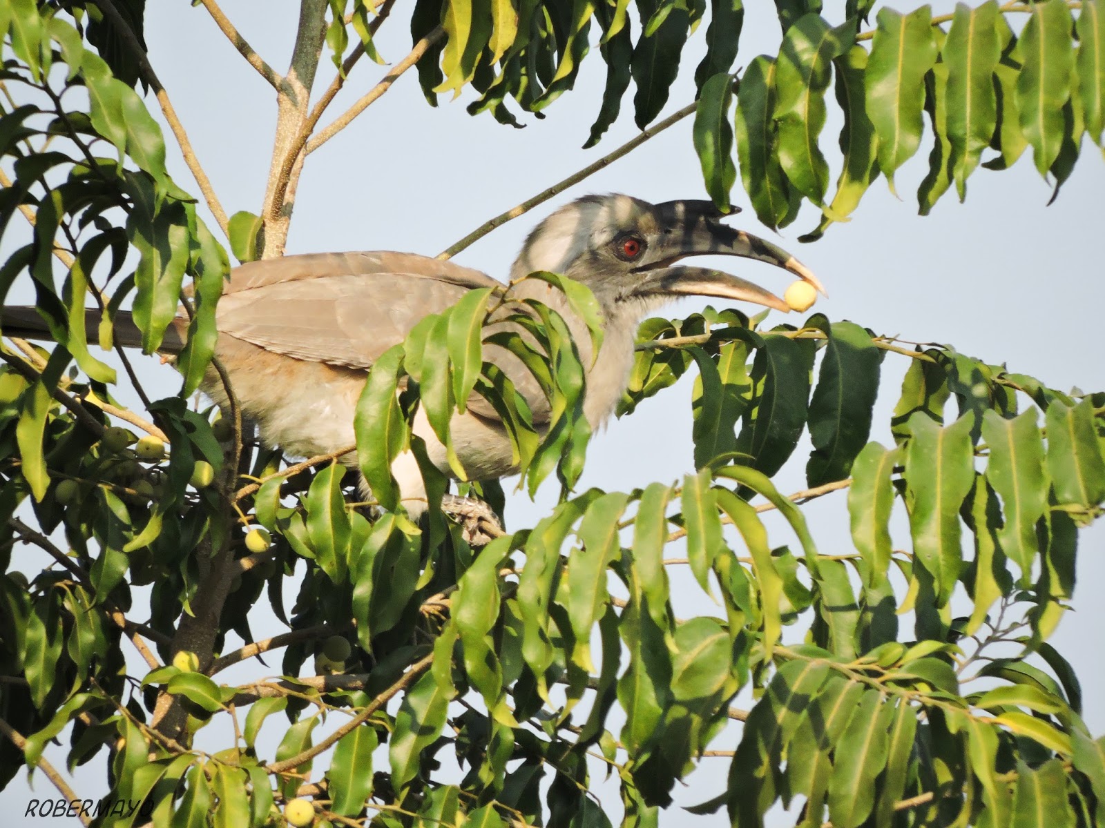 Fauna Salvaje: Los calaos grises de la india