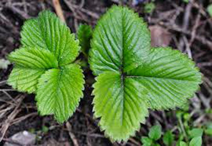 Fitosofia Cultivo HidropÓnico De Fresas