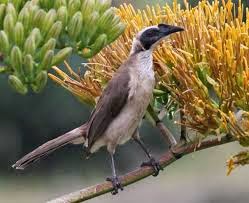 Burung koak kaok khas lombok | Pariwisata Lombok Sumbawa