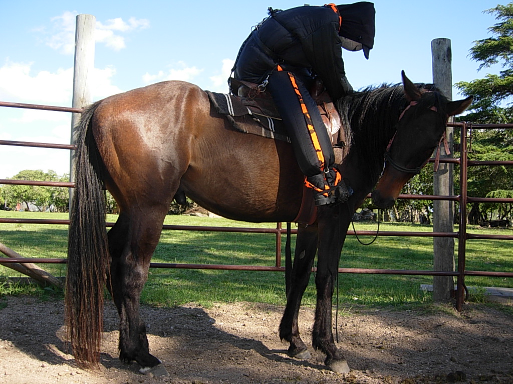 Manejo Integral del Caballo: Manejo Integral aplicado a la Crianza
