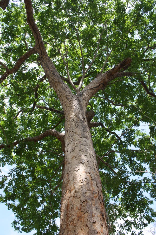 The Period Craftsmen: The Luxury of Mahogany