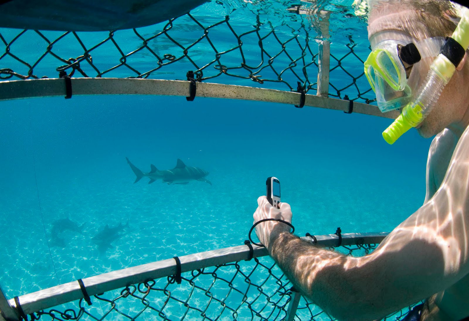 THE ADVENTURES OF SHARK GIRL : Caged in: Tiger Beach