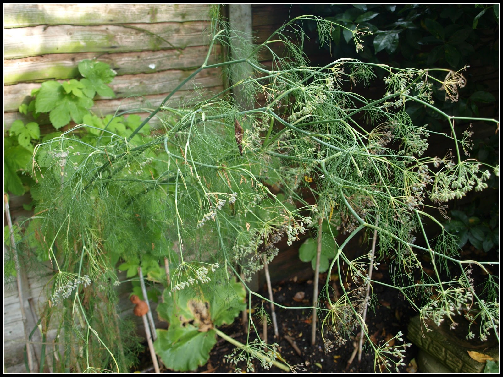 Mark's Veg Plot: Saving Fennel seeds Mark's Veg Plot: Saving Fennel seeds