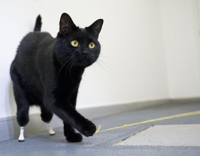 Cat with Prosthetic Legs (10 pics)