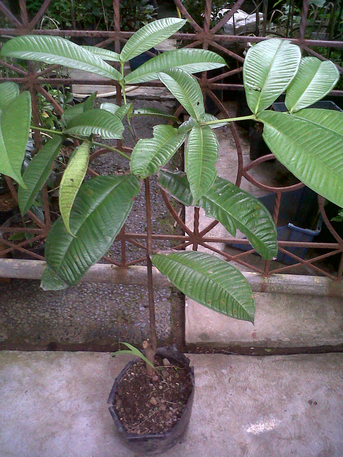 MAS KITTO: JUAL TANAMAN GOWOK