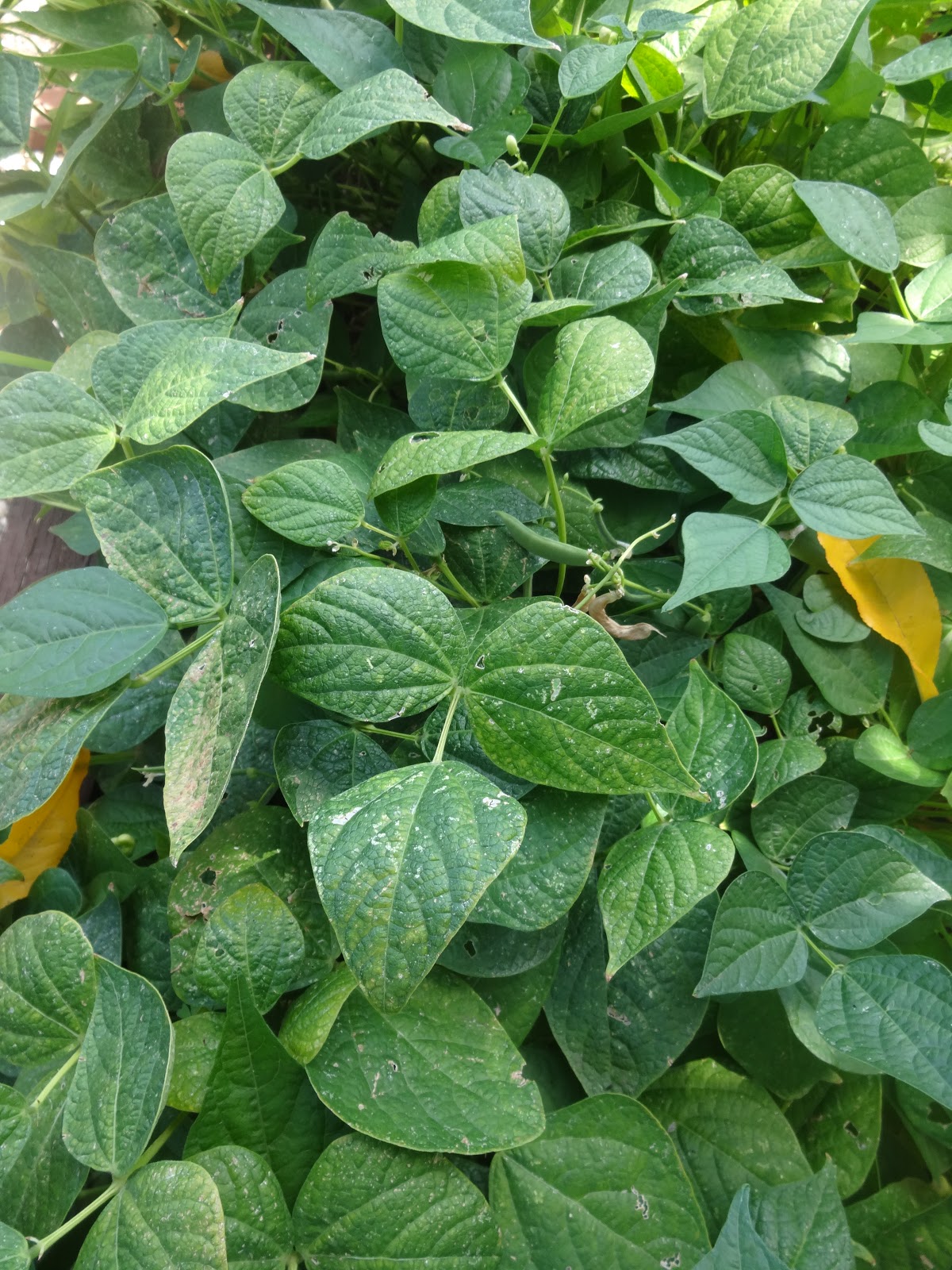 The Scientific Gardener: Sam's Garden