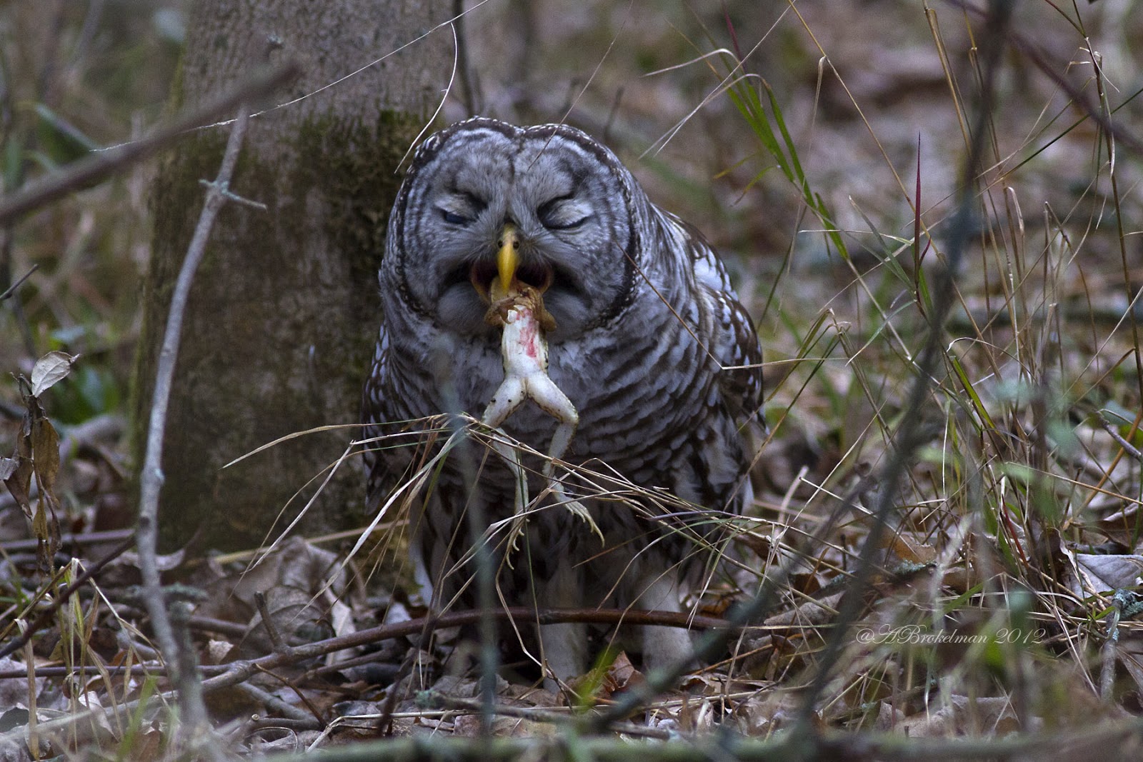 Ann Brokelman Photography: Barred Owl having Frog legs for supper - Nov ...