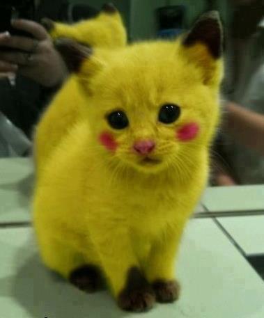 Cat, Kucing, KucH1NGh, gato ~ Daily's Mutiojo