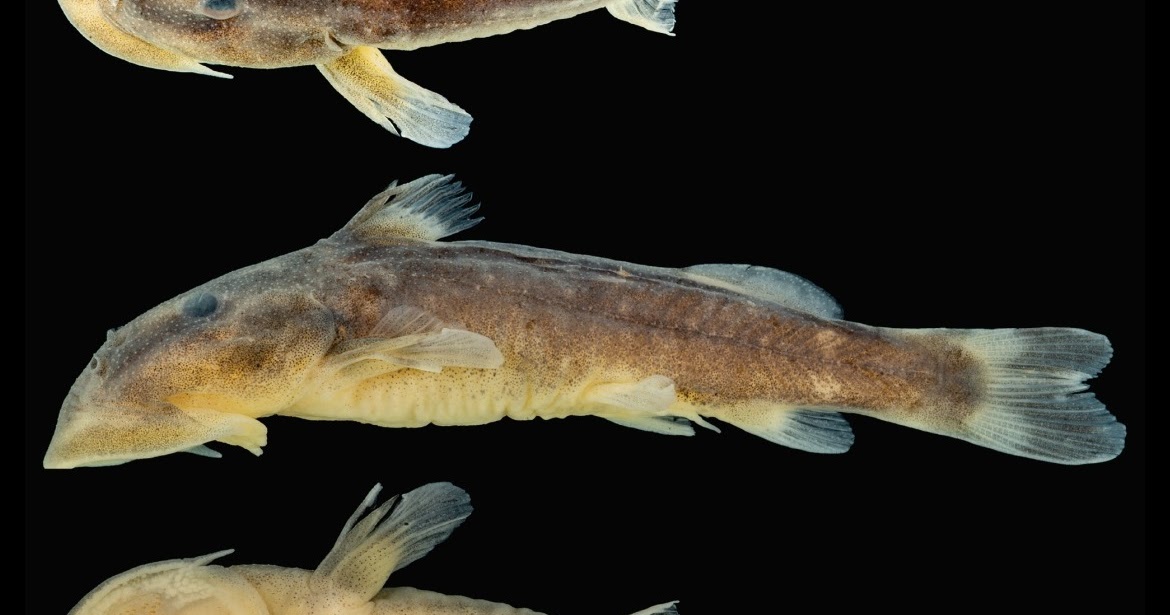 Species New to Science: [Ichthyology • 2019] Chiloglanis mongoensis • A ...