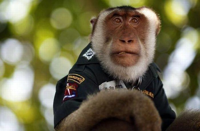 Santisuk - The Police Monkey in Thailand | Funnilogy