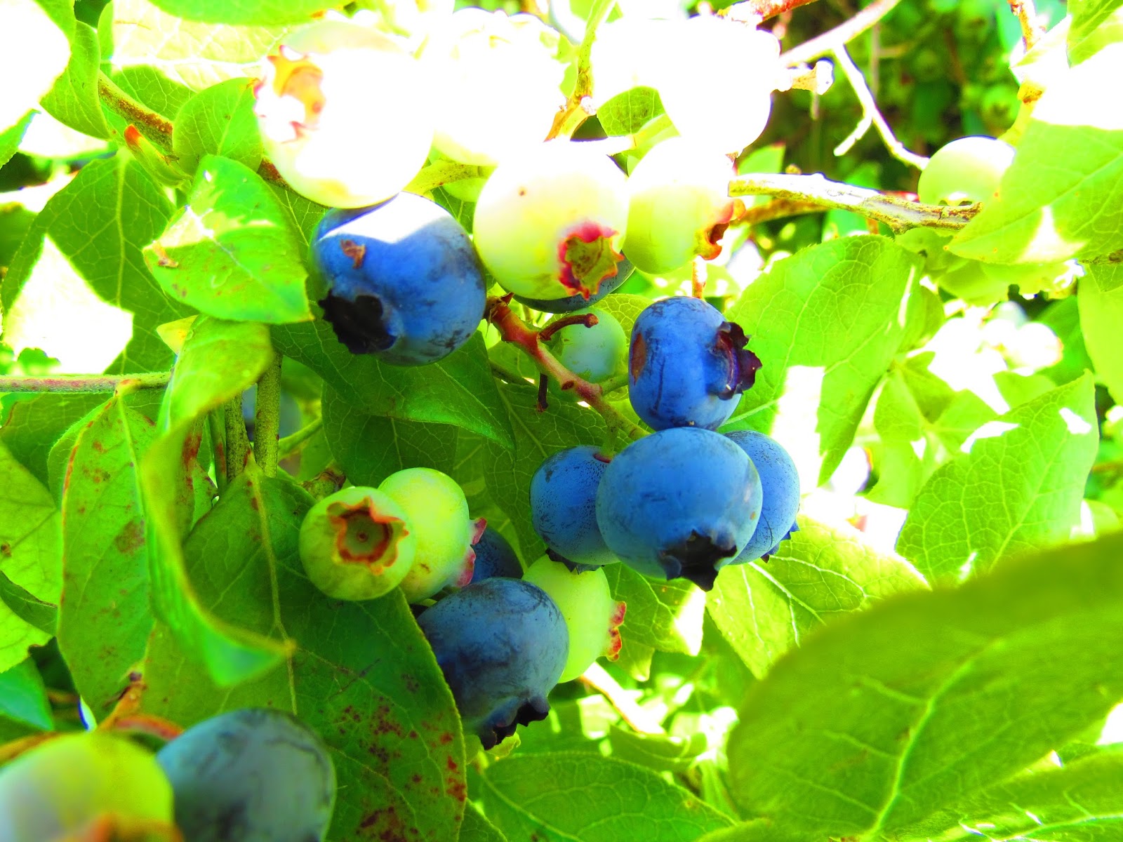 Yarmouth Mom: BLUEBERRIES