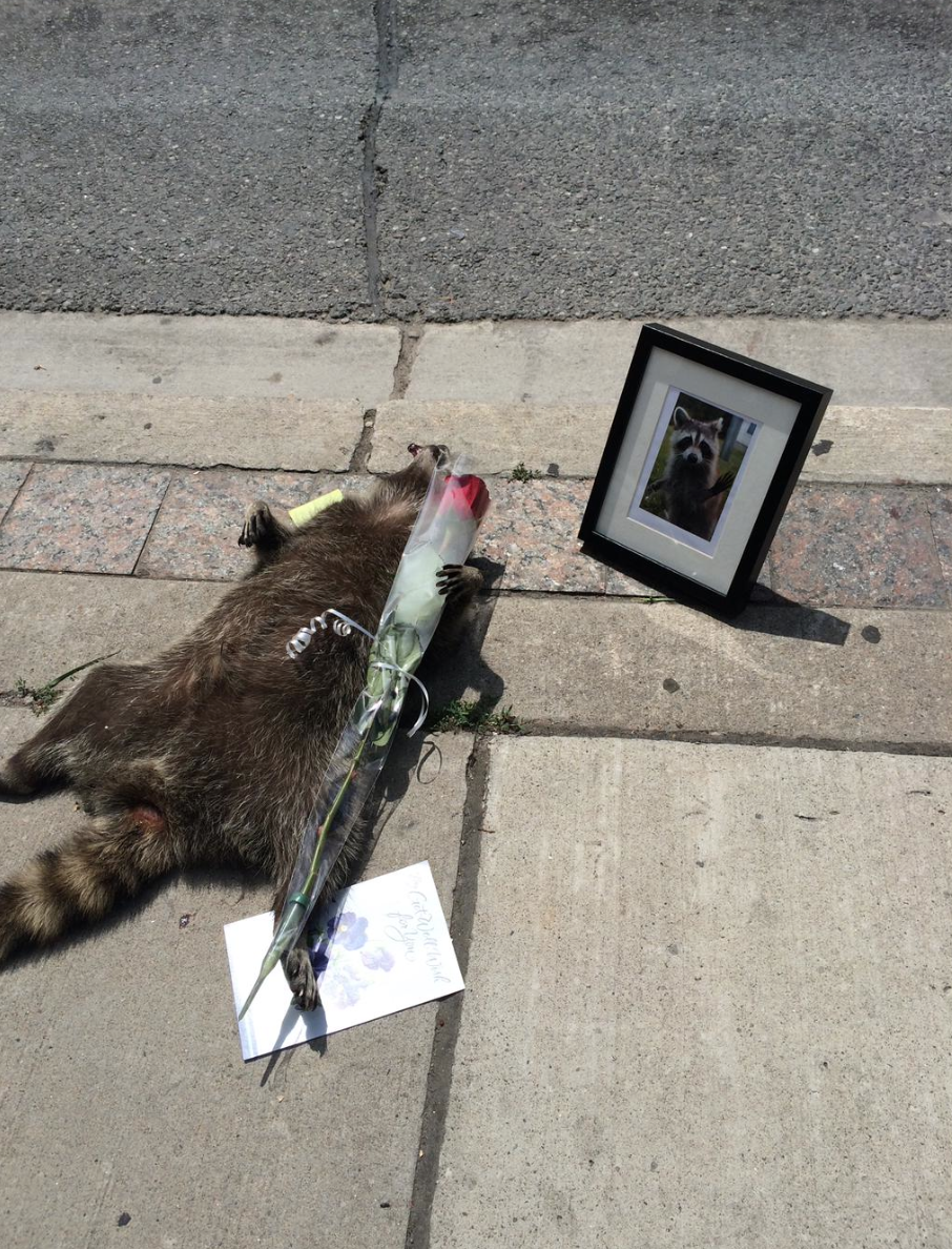 NWK to MIA: The City Of Toronto Took Forever To Clean Up A Dead Raccoon ...