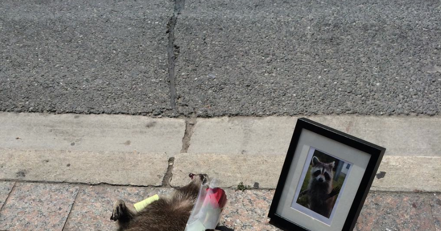 NWK to MIA: The City Of Toronto Took Forever To Clean Up A Dead Raccoon ...