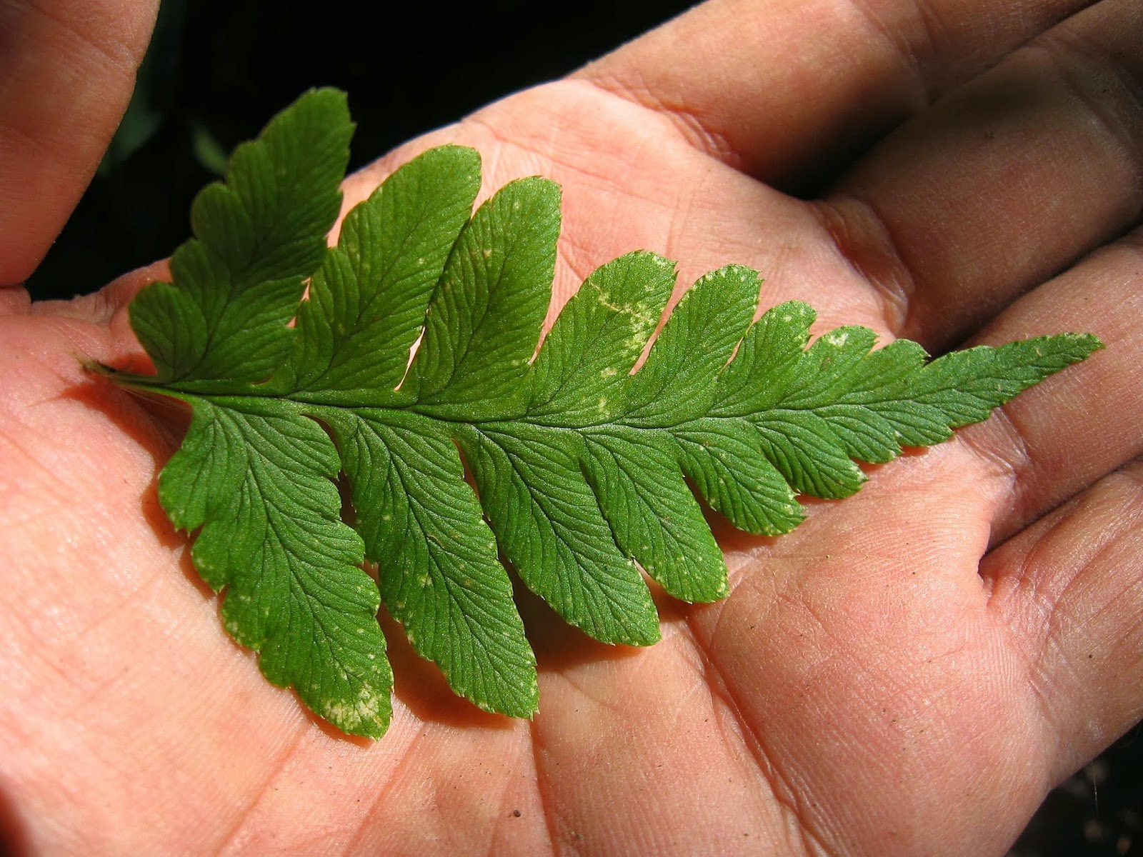 Tangled Web: The Ferns of the East