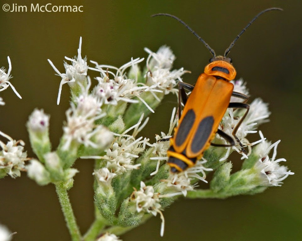 Ohio Birds and Biodiversity: Rough Boneset, new to Ohio