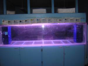 Giant Aquariums: 350 Gallon Salt Water Aquarium Fish Tank w/stand ...