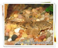 Glonojady!: Akwarium