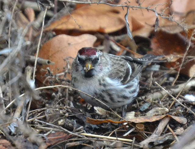 Woods Walks and Wildlife: January 2013
