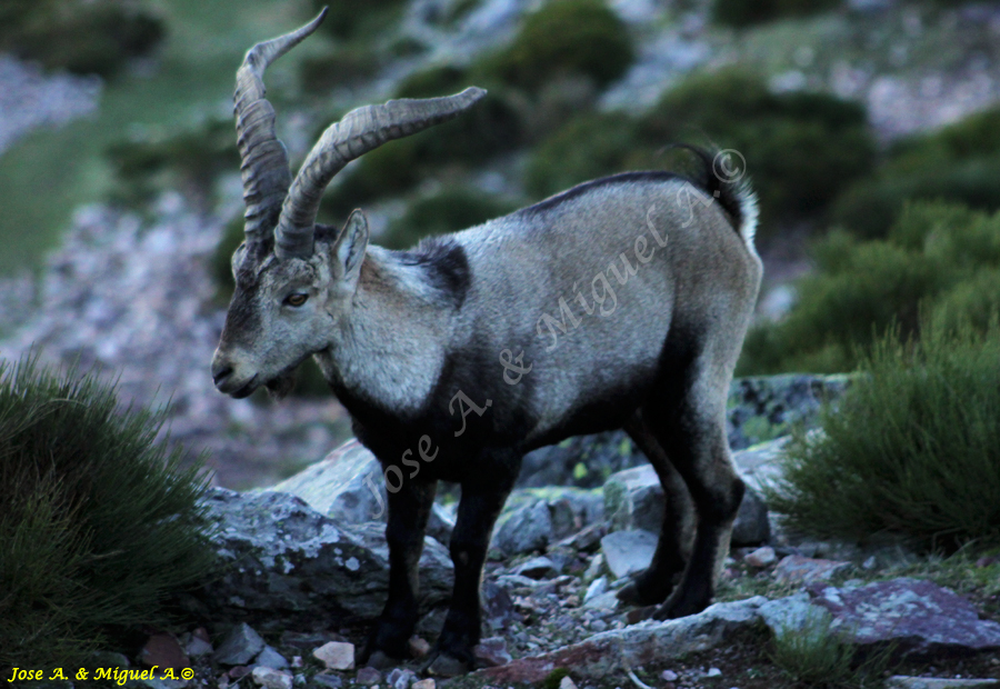 Flora, Fauna y Paisajismo del Suroeste Salmantino: Observación del celo ...